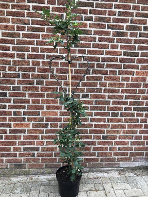 Pflanze einen Herzbaum - Herzbaum